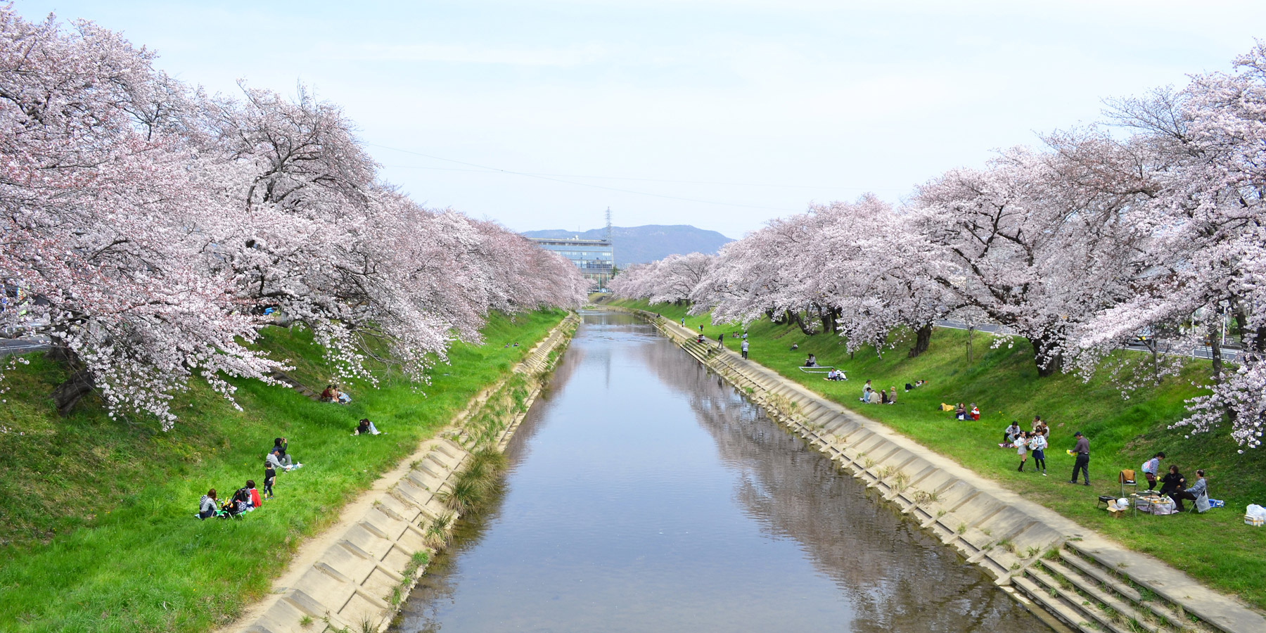 Cherry Blossoms Along the Shinsakai River | Centrip JAPAN
