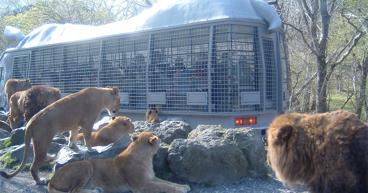 Fuji Safari Park | Centrip JAPAN